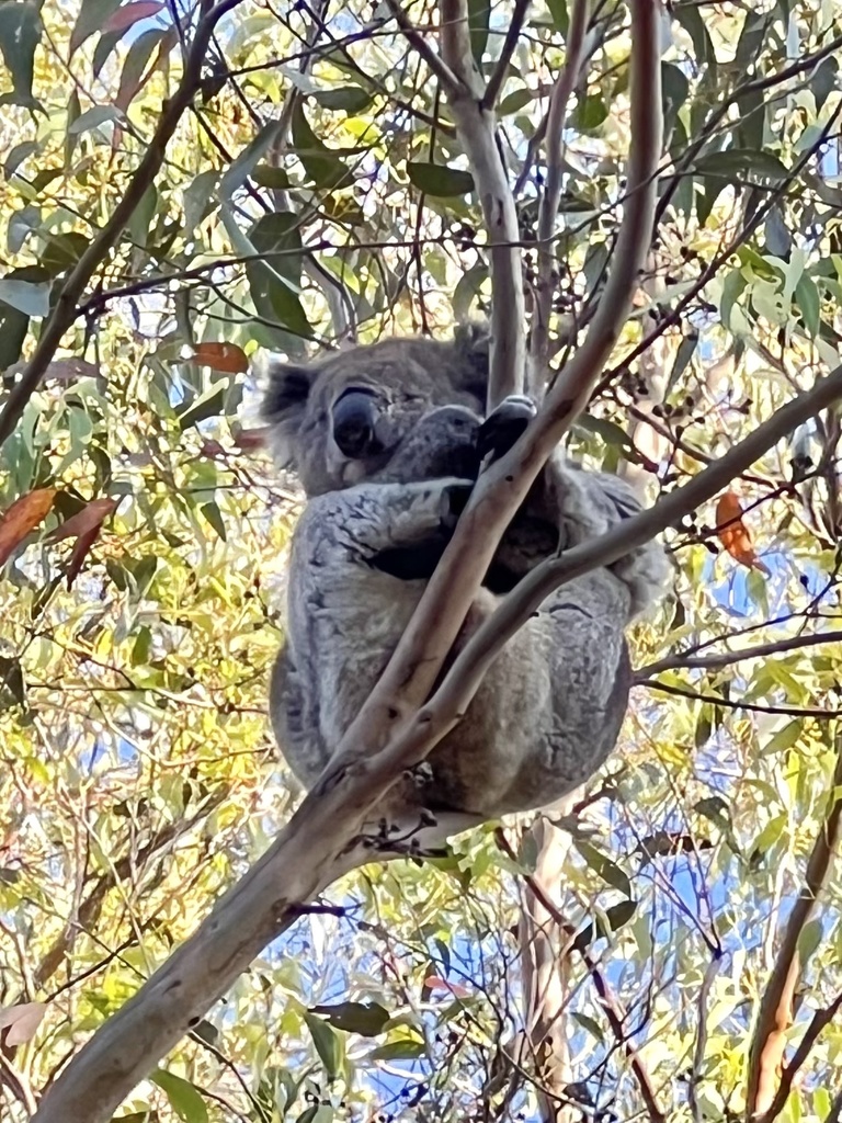 Koala in November 2023 by Tom Hunt · iNaturalist