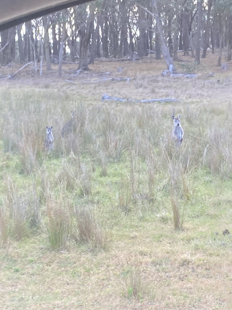 Eastern Wallaroo from Brayton NSW 2579, Australia on November 11, 2023 ...