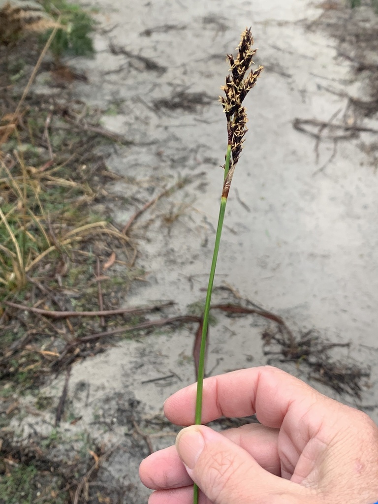 square twig-sedge from Tasmania, Huntingfield, TAS, AU on October 26 ...
