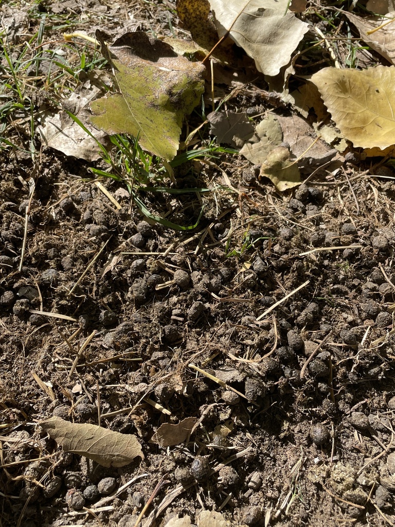 European Rabbit in November 2023 by claudiabasegana · iNaturalist