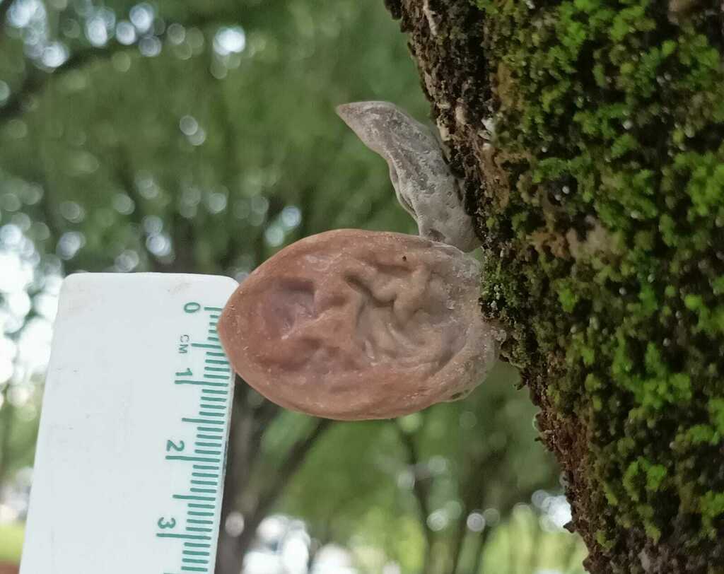 Jelly Tree Ear from Rondonópolis - MT, Brasil on November 14, 2023 at ...