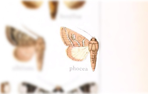 Atrephes phocea · iNaturalist