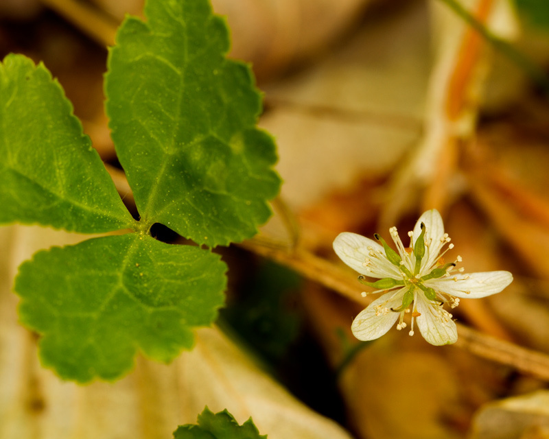 threeleaf goldthread (Forest Lodge Nature Trail) · iNaturalist