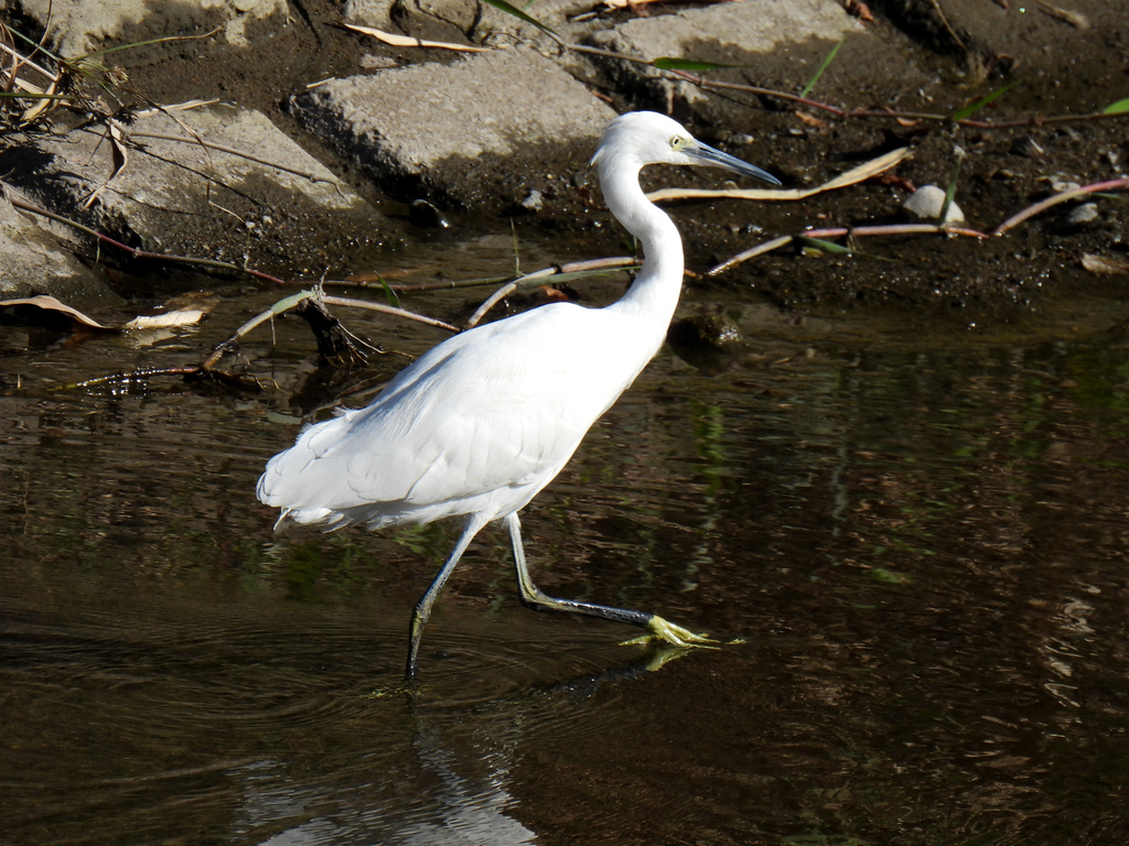 Western Little Egret from Seya Ward, Yokohama, Kanagawa, Japan on ...