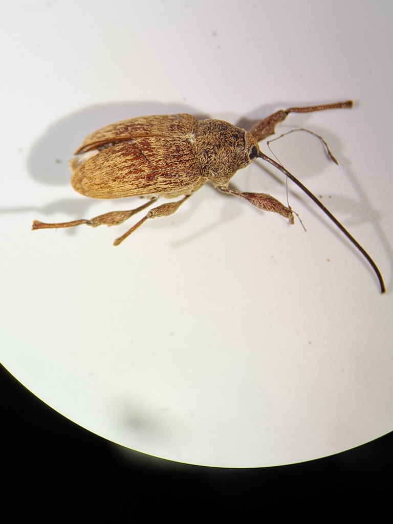 Large Chestnut Weevil from Ambler Learning Center, Maple Glen, PA 19002 ...