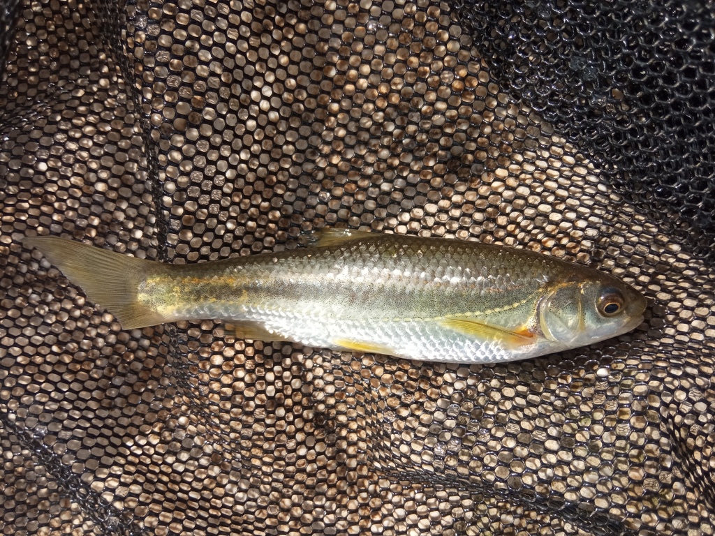 Italian riffle dace from Provincia di Caserta, Italia on July 31, 2022 ...
