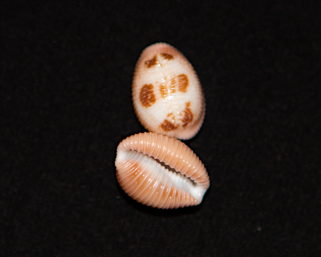 Bean cowries from Aruba area on April 15, 2018 at 04:34 PM by Holly ...
