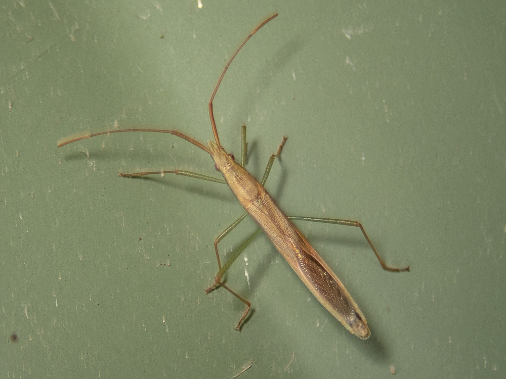 Long Broad-headed Bug from Won Wron VIC 3971, Australia on October 27 ...