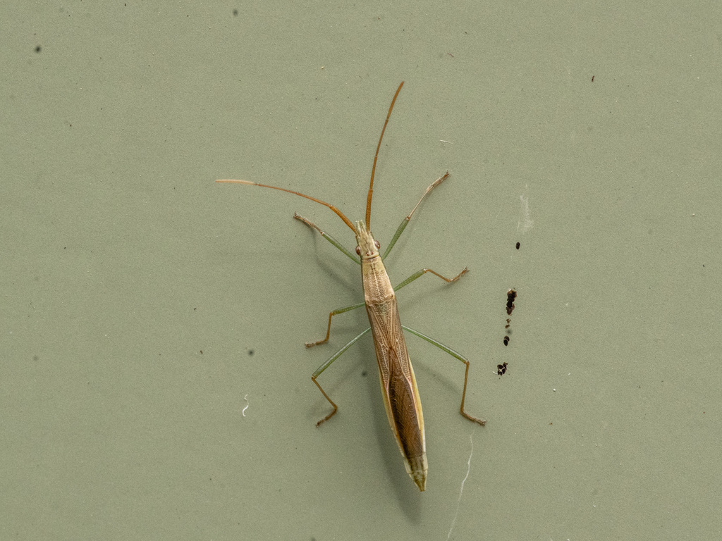 Long Broad-headed Bug from Won Wron VIC 3971, Australia on November 17 ...