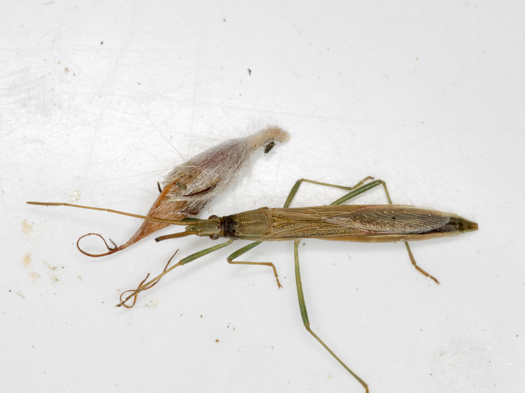 Long Broad-headed Bug from Won Wron VIC 3971, Australia on December 29 ...