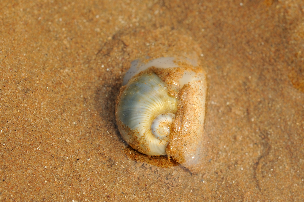 Tectonatica robillardi from Port Hedland WA on October 27, 2023 at 03:16 PM by dorisreef. Port ...