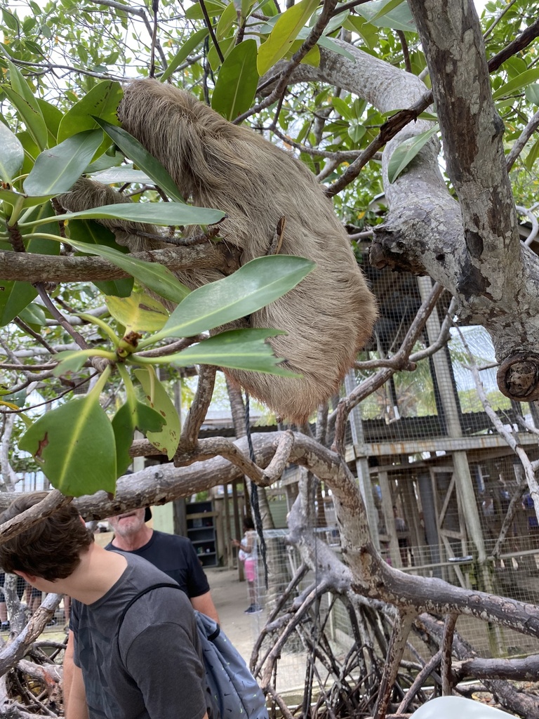 Two-toed Sloths from Isla de Roatán, Roatan, Bay Islands, HN on August ...