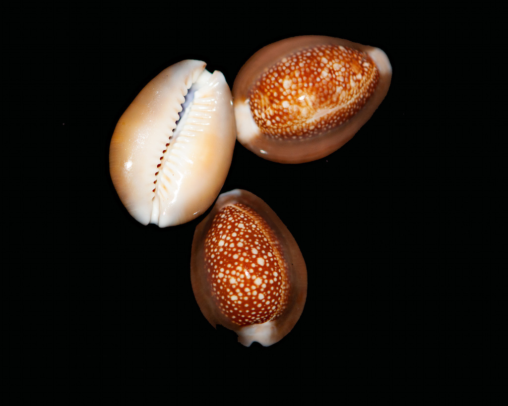 Snakehead Cowrie from Honolulu County, HI, USA on June 15, 1978 by ...