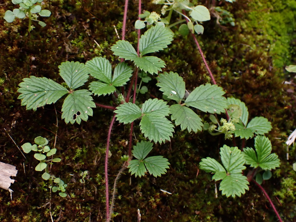 Fragaria hayatae from 556台灣南投縣信義鄉 on October 18, 2023 at 03:32 PM by ...