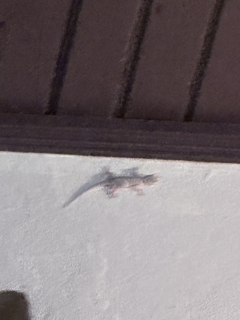 Tropical House Gecko from Trinidad, Trinidad and Tobago, TT on November ...