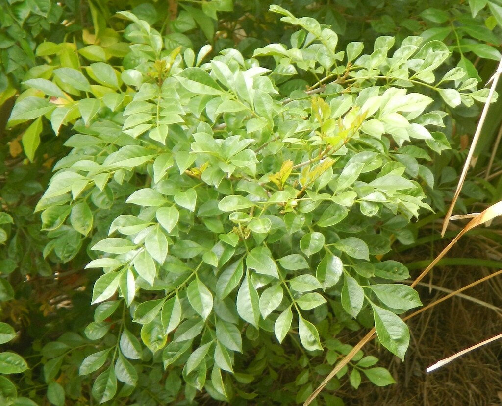 Evergreen tropical ash from Brisbane QLD, Australia on November 12 ...