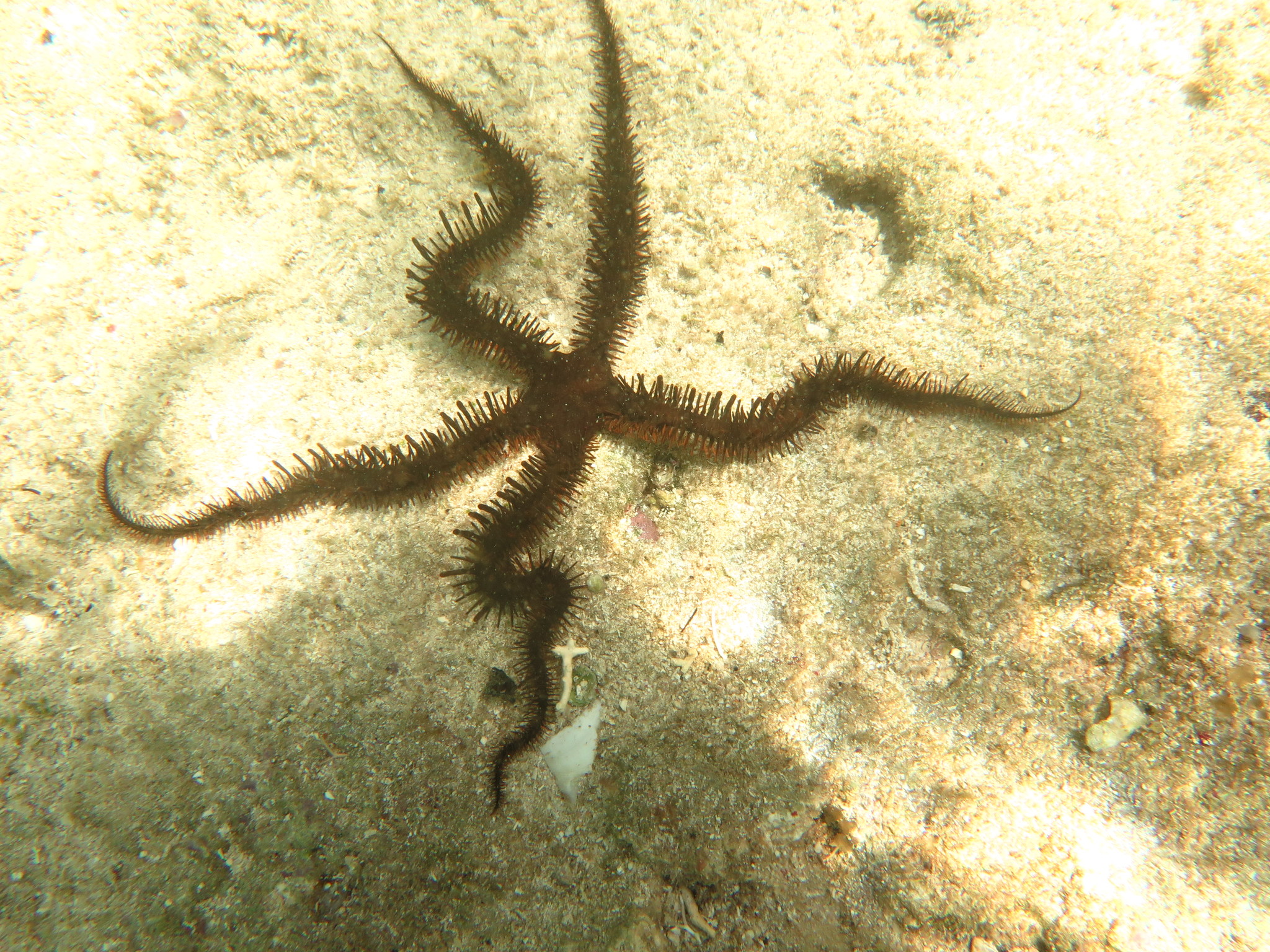 Ophiocoma echinata (Lamarck, 1816)