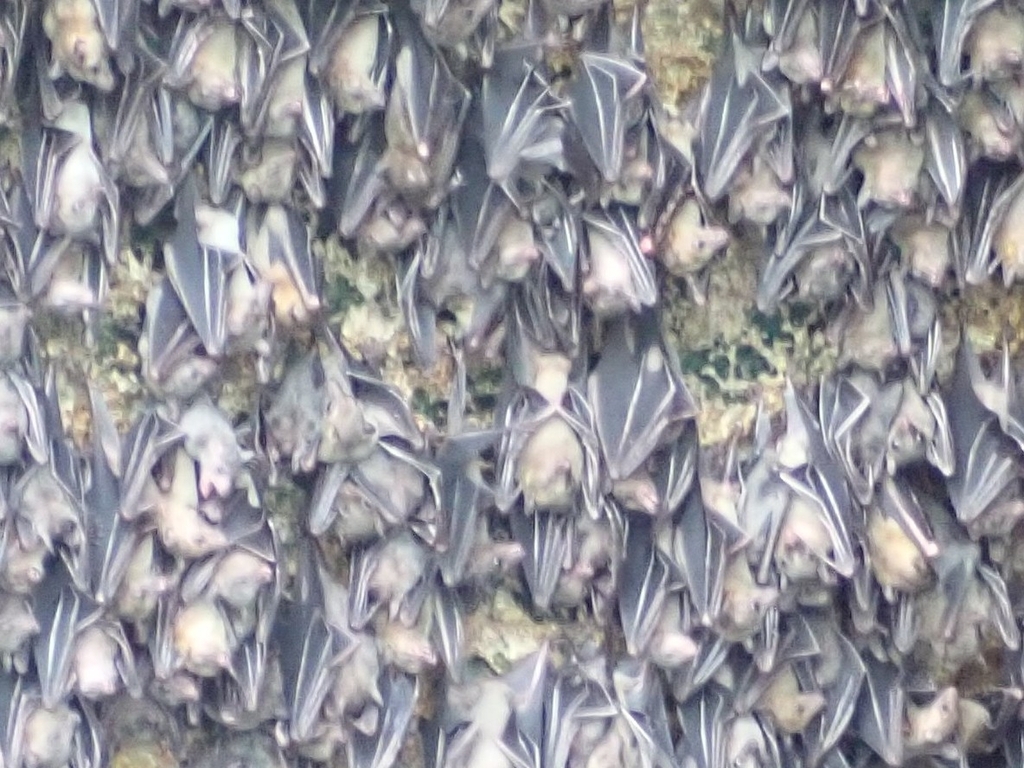 Rousettes from WG4H+47W, Sumber Klampok, Gerokgak, Buleleng Regency ...