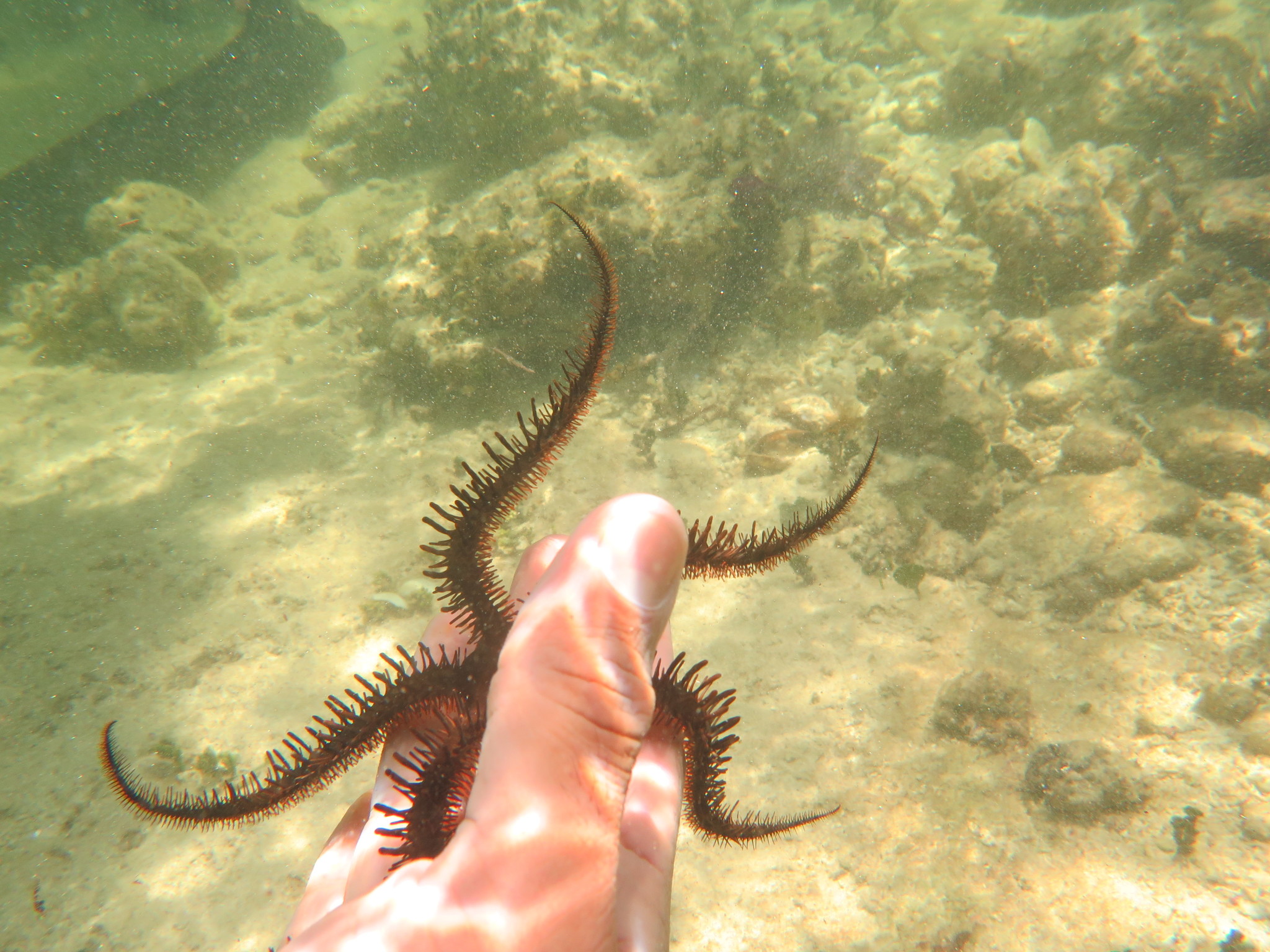 Ophiocoma echinata (Lamarck, 1816)
