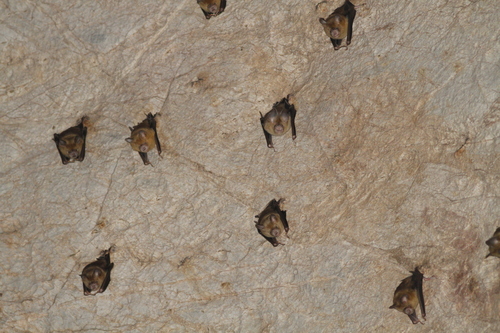 Shield-faced Roundleaf Bat (Hipposideros lylei) · iNaturalist