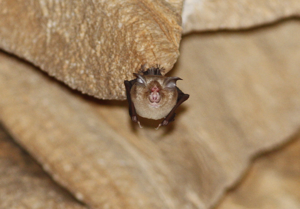 croslet horseshoe bat (Rhinolophus coelophyllus) - Know Your Mammals