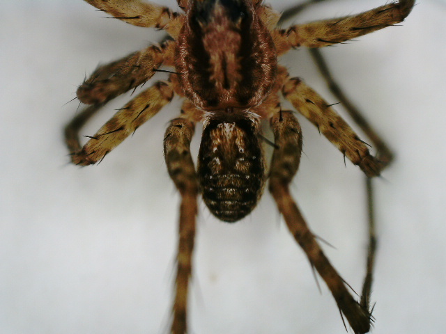 Wolf Spiders from 2GQC+JC5, Talomo, Davao City, 8000 Davao del Sur ...