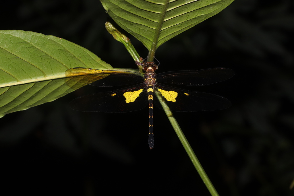 Chlorogomphus magnificus from Mount Ungaran, Hutan, Ungaran Barat ...