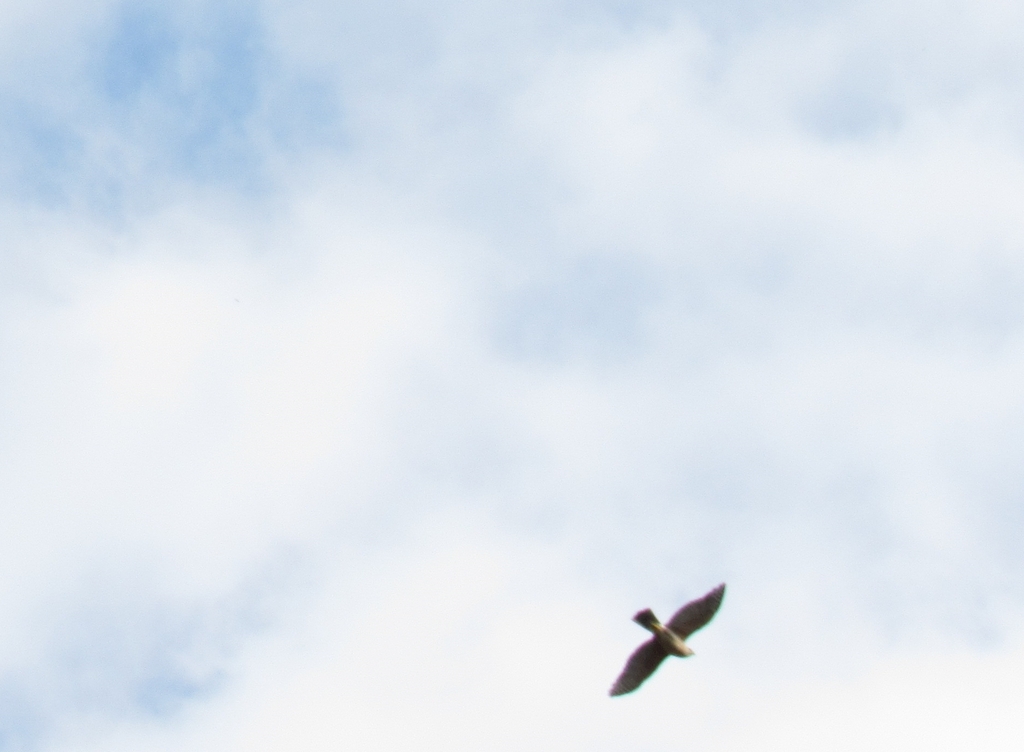 Cooper's Hawk from King East, Kitchener, ON, Canada on June 18, 2023 at ...