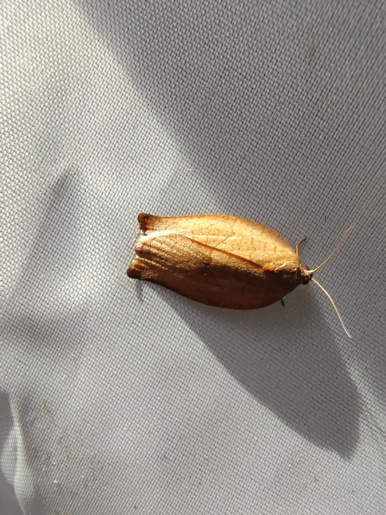 Oriental tea tortrix moth from Yichun, CN-JX, CN on July 7, 2023 at 10: ...