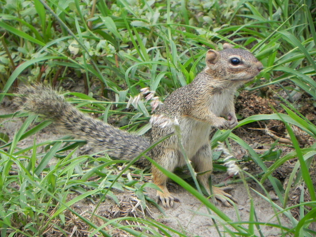 Ring-tailed Ground Squirrel from Tolimán, Jal., Mexico on July 21, 2010 at 04:13 PM by alice ...
