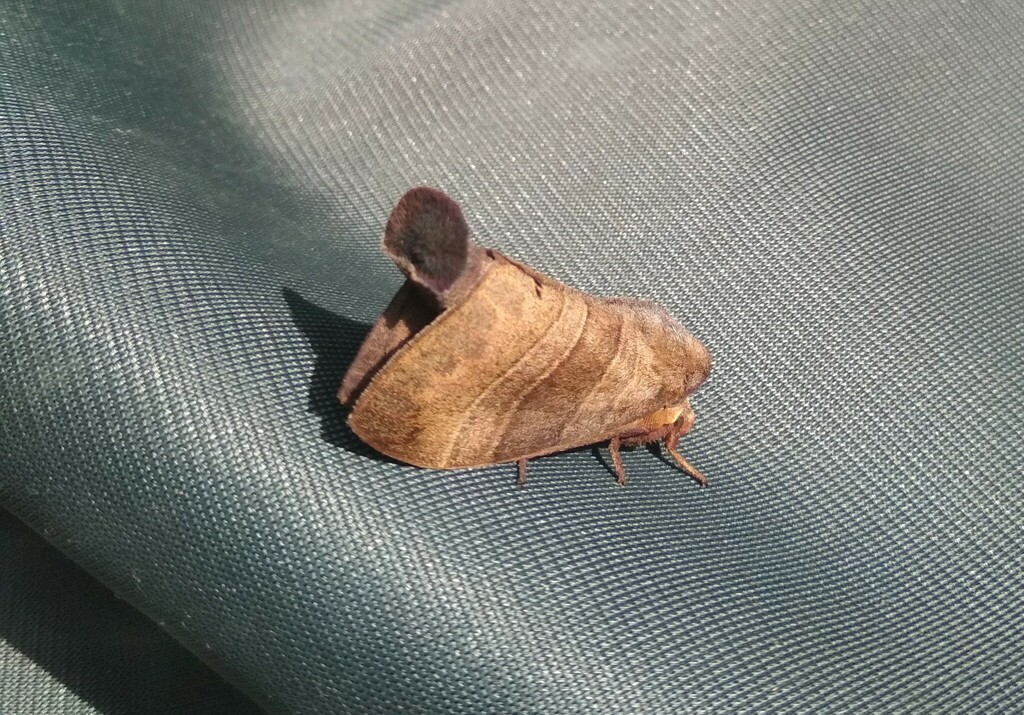 Lappet Moths from Pulingome - Kozhichal Rd, Kerala 670511, India on ...