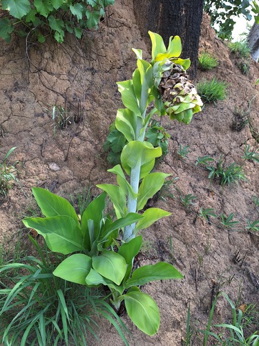 Ensete homblei · iNaturalist
