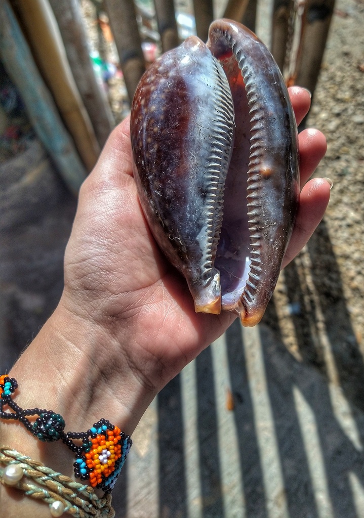Atlantic Deer Cowrie from 97720 Río Lagartos, Yuc., México on December ...