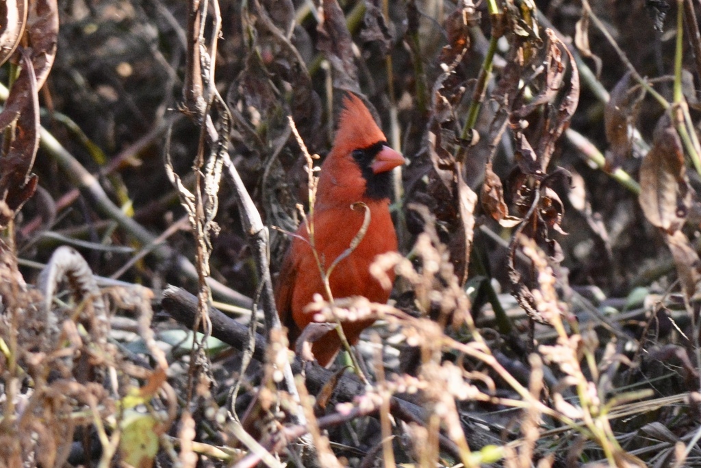 Northern Cardinal from Chapel Hill, NC 27517 on November 14, 2023 at 11 ...