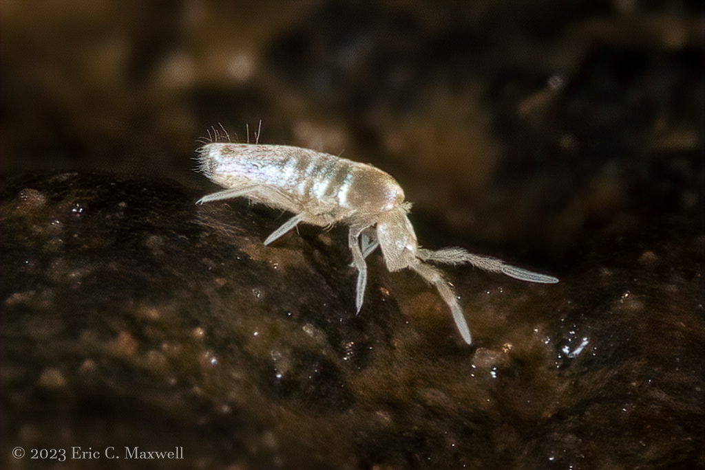 Pseudosinella hirsuta in October 2023 by Eric C. Maxwell. @springtology ...