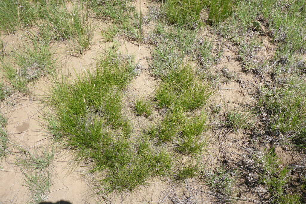 Long-stolon Sedge from Huerfano County, CO, USA on November 4, 2003 at ...