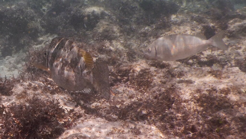 Rivulated Rabbitfish from Marsa Alam, Red Sea Governorate, Egypt on ...