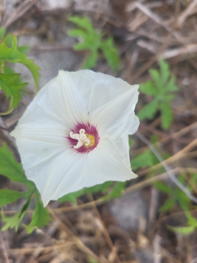 Alamo vine from Unit 2, Jupiter Inlet Lighthouse Outstanding Natural ...