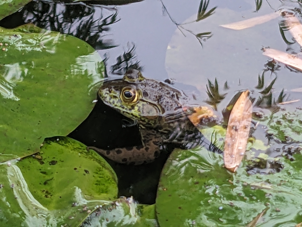 American Bullfrog from Gainesville, FL 32608, USA on November 14, 2023 ...