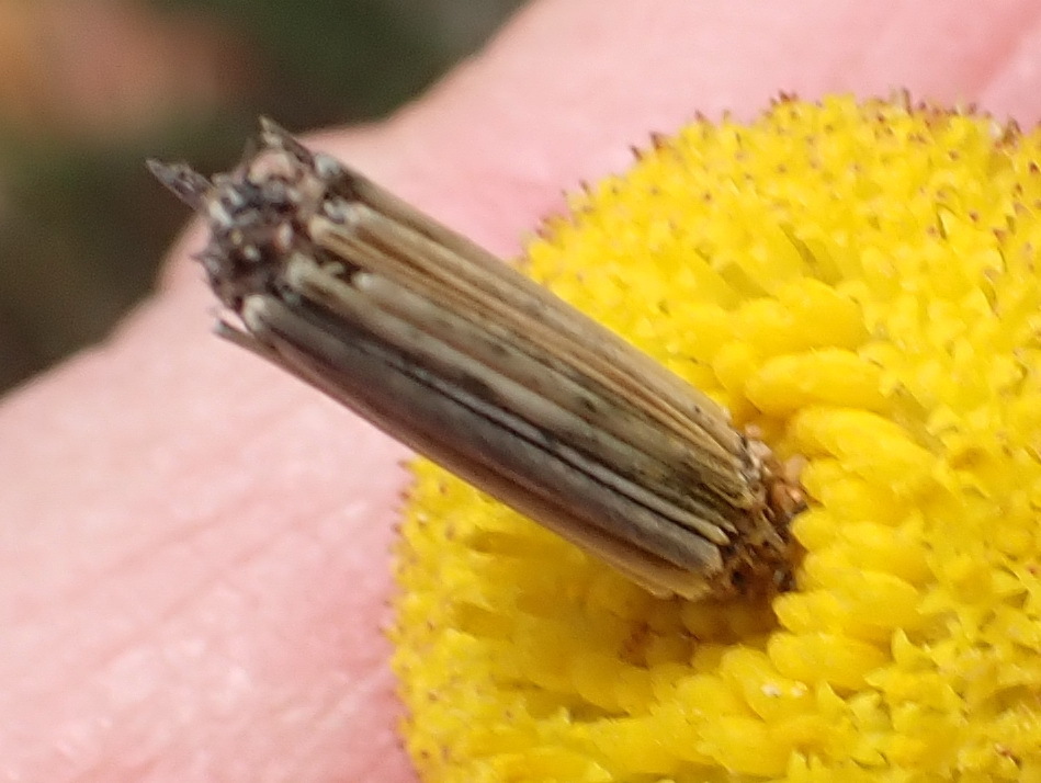 Bagworm Moths from Quaggasberg, Garden Route District Municipality ...