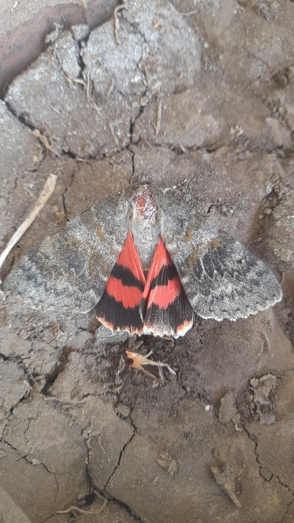 French Red Underwing from Феодосия, Крым on August 24, 2023 at 04:54 PM ...