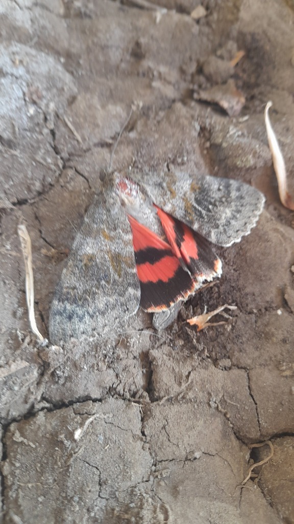 French Red Underwing from Феодосия on August 24, 2023 at 04:54 PM by SIA · iNaturalist