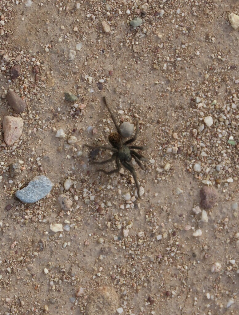 Tucson Bronze Tarantula from Sierra Vista Southeast, AZ, USA on ...