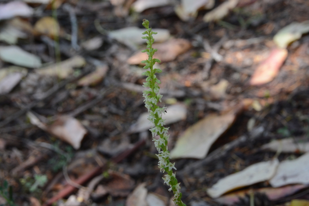 Whiteflower Rein Orchid from Capital, BC, Canada on June 21, 2023 at 12 ...