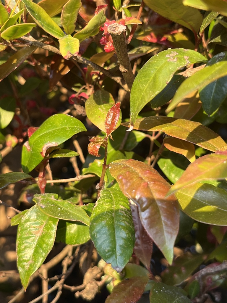 Myrtle Rust from North Island, Matakana, Auckland, NZ on November 13 ...