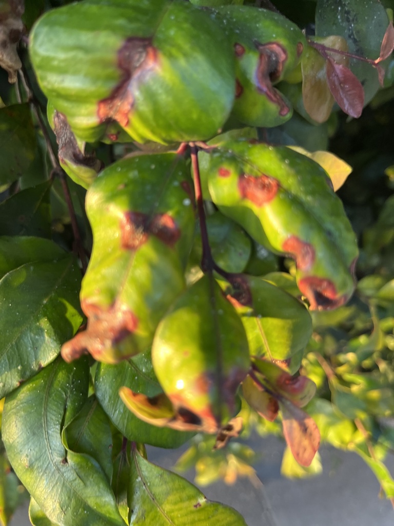 Myrtle Rust from North Island, Matakana, Auckland, NZ on November 13, 2023 at 07:42 PM by Tim ...
