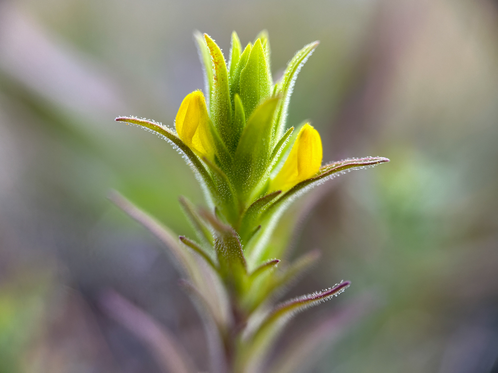 yellow owl's-clover from Cypress County, AB, Canada on July 12, 2023 at ...