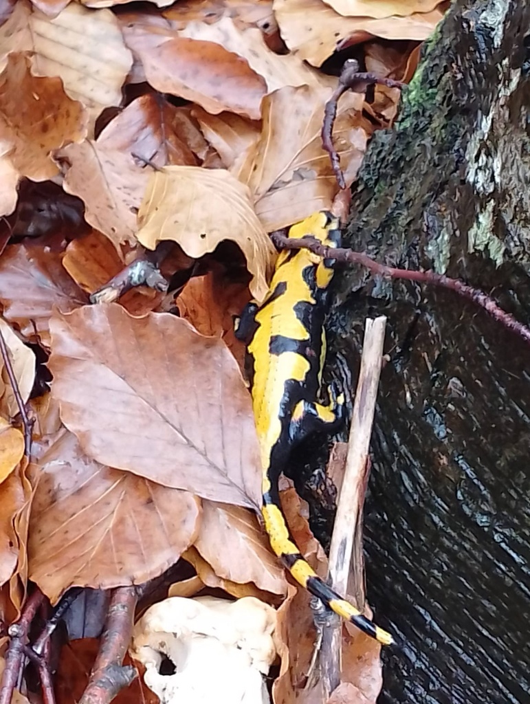 Italian Fire Salamander in November 2023 by Daniele Giugia · iNaturalist
