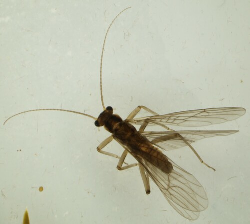 Nemoura obtusa · iNaturalist United Kingdom