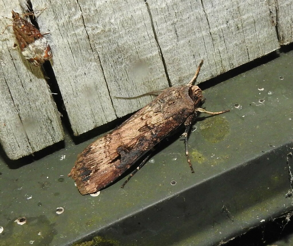 Ipsilon Dart Moth from Russell, New Zealand on November 14, 2023 at 10: ...